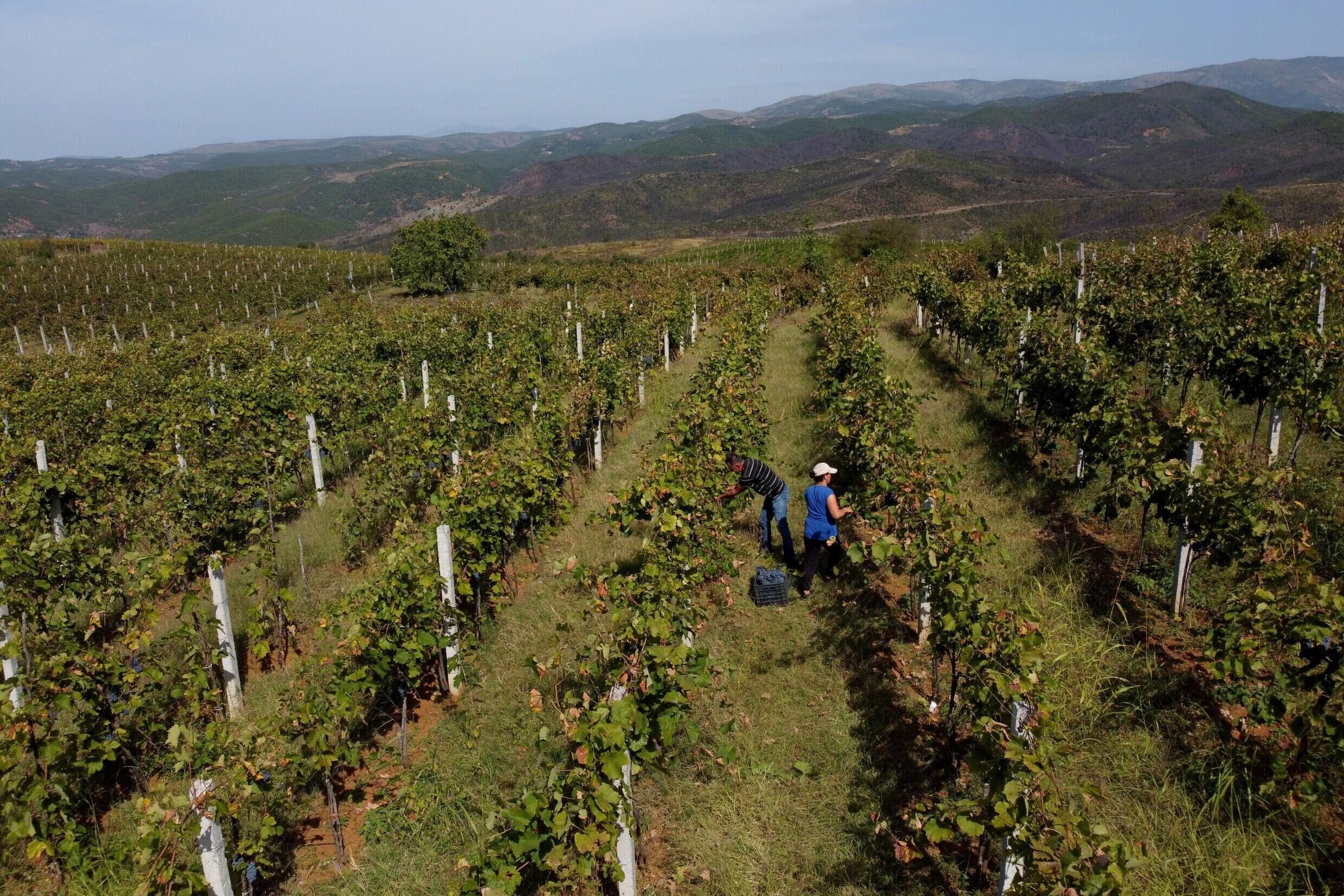 En Albanie, le vin s'adapte au climat dans la douleur