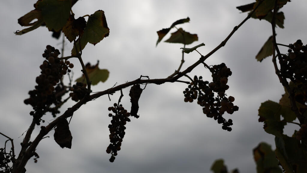 Withering vines: California grape farmers abandon fields as local wine ...