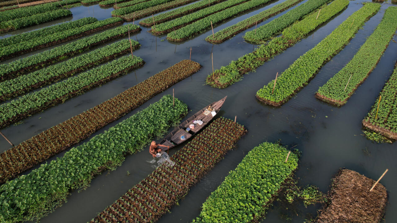 Bangladesh: Floating farms provide lifeline as waters rise - France 24