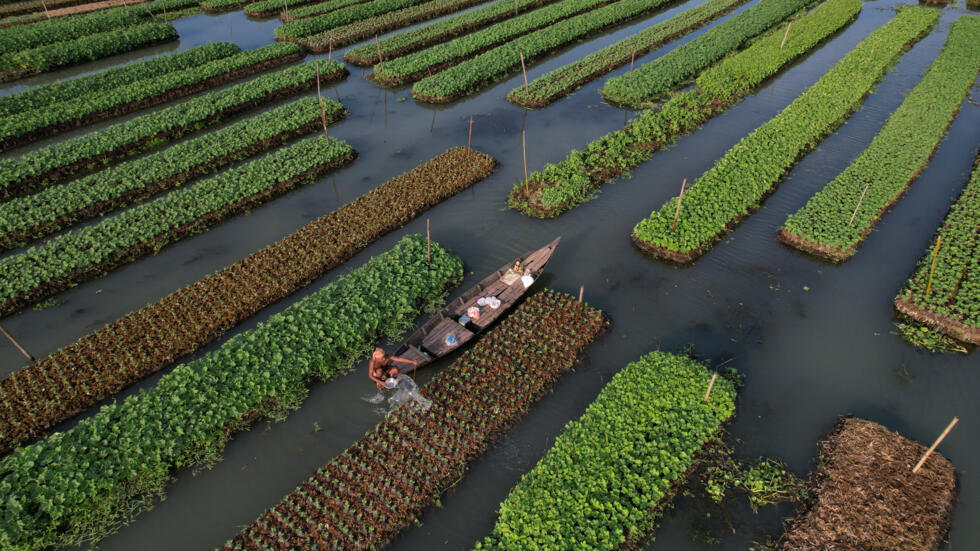 Bangladesh: Floating farms provide lifeline as waters rise - France 24
