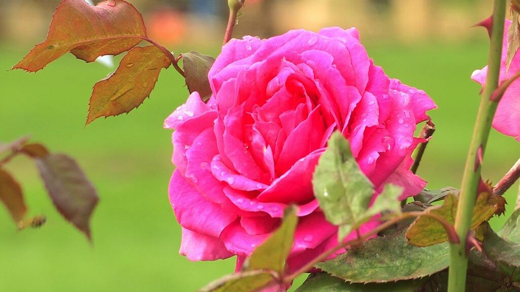 La vie en rose: Inside France's magical Picardy garden - You are here