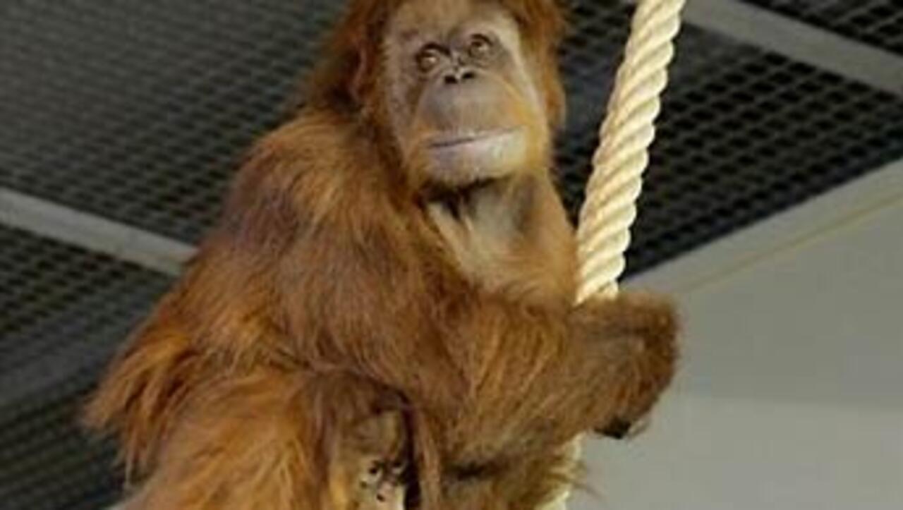 Half of the world's primate species face extinction