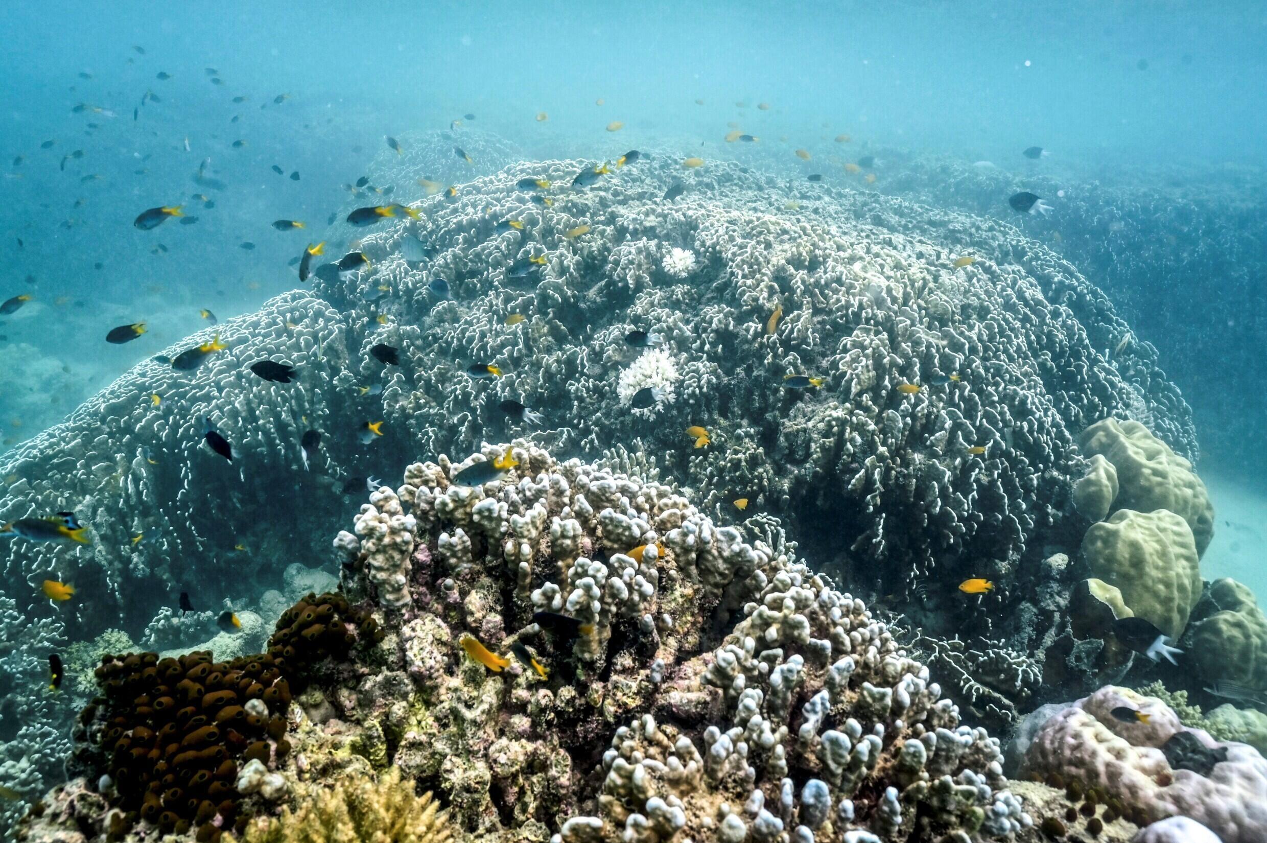 Australia's Great Barrier Reef struggles to survive
