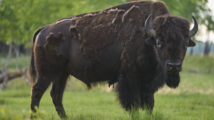 Bison reintroduced to Canada's Banff thrive again