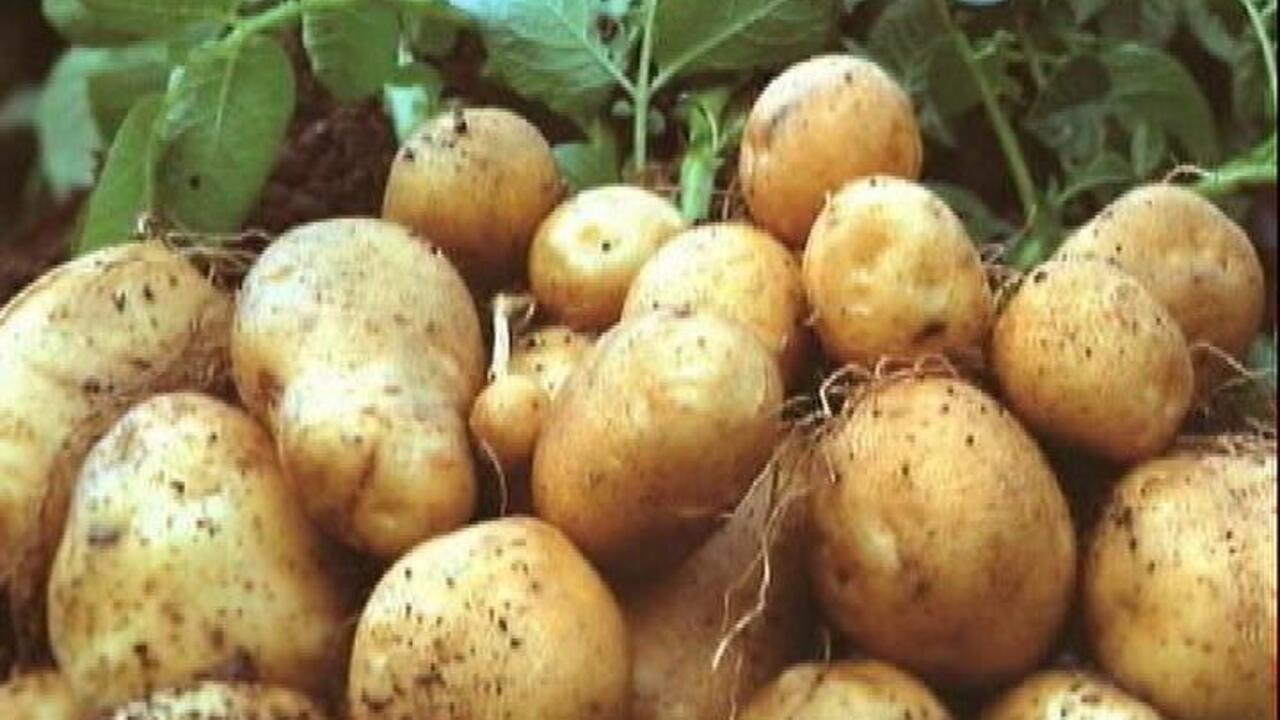 Amflora : la patate chaude des régionales - C'est en France