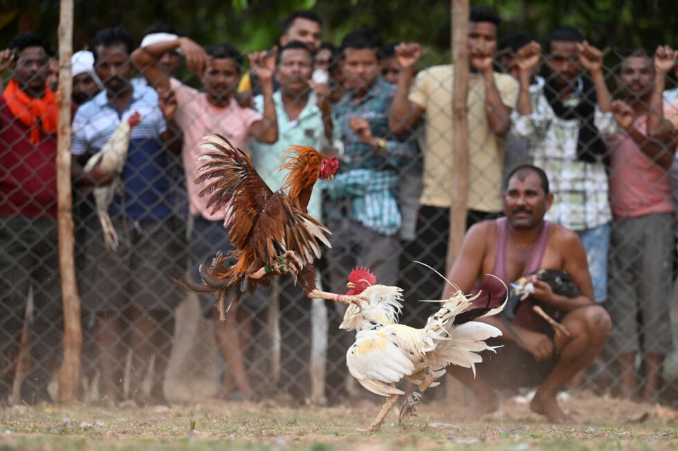 Cockfights still rule the roost in India's forest villages