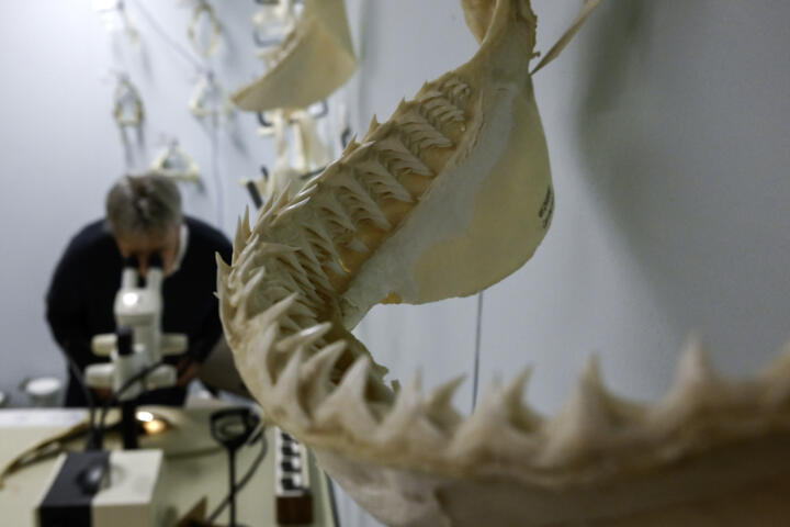 With bites rare, experts want sharks to shed scary reputation