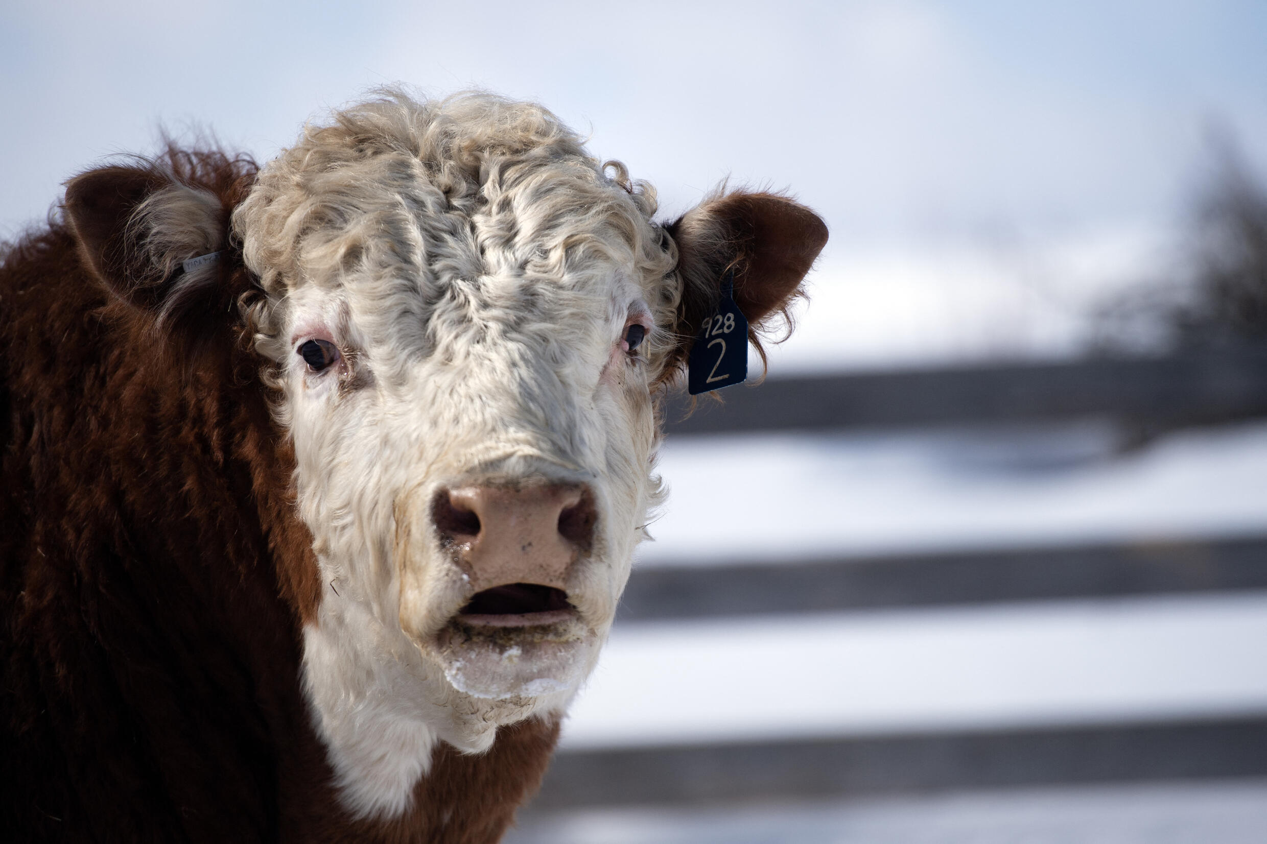 'Horrific' explosion and fire kill 18,000 cows at Texas dairy farm
