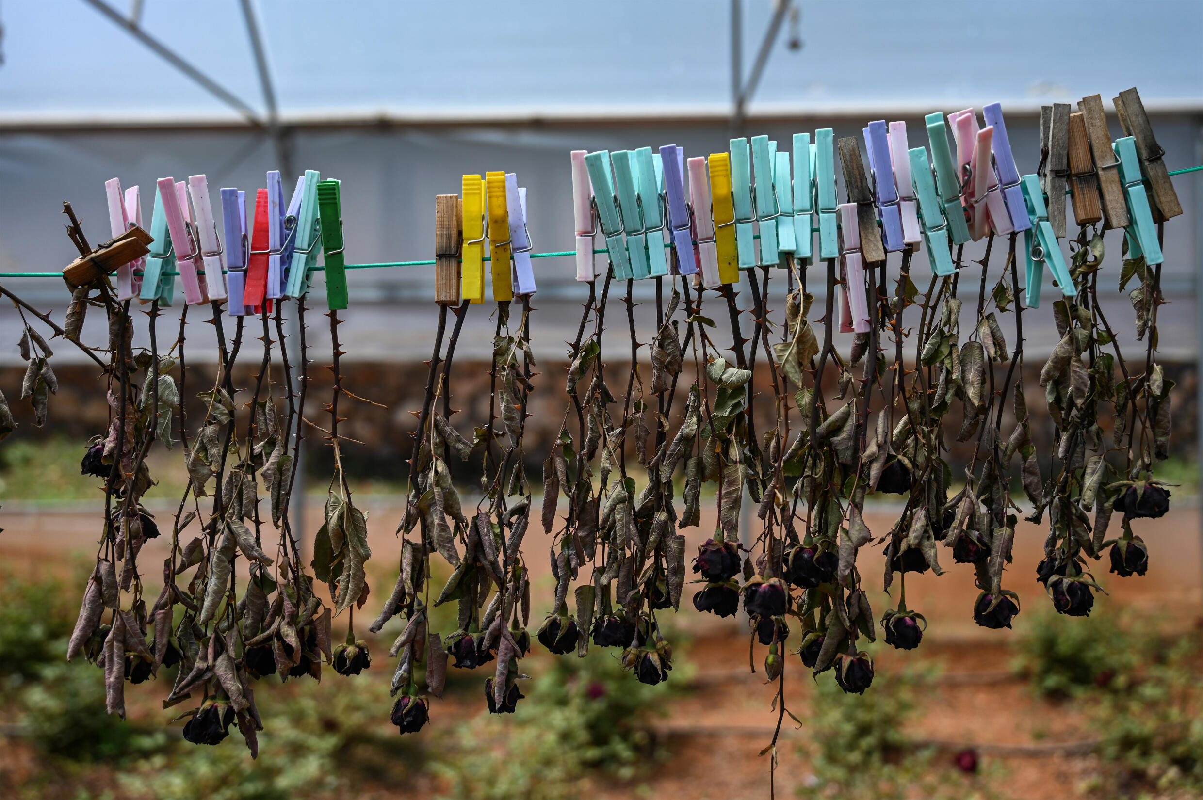 Turkey black rose producers chase sweet smell of success