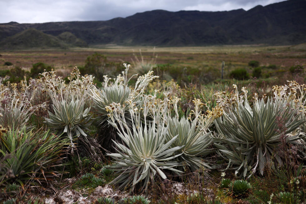La COP16 llega a Colombia: claves y críticas de la Cumbre de la Biodiversidad