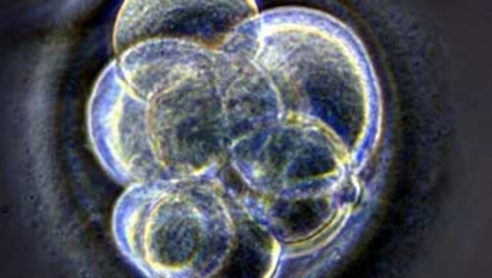 Scientists create three-parents embryo