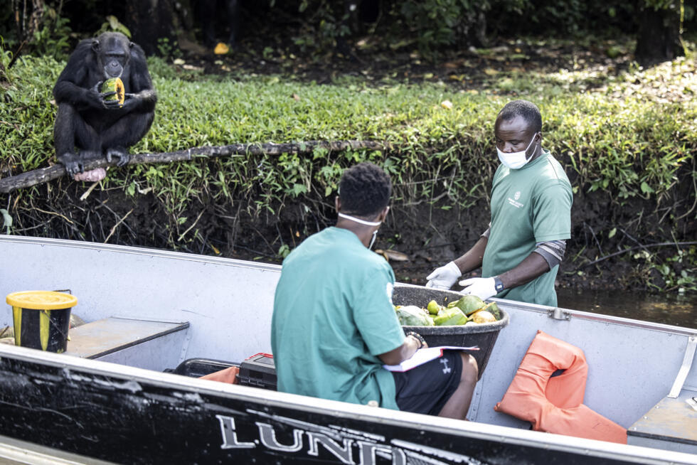 After life of trauma, Liberian lab chimps settle into retirement
