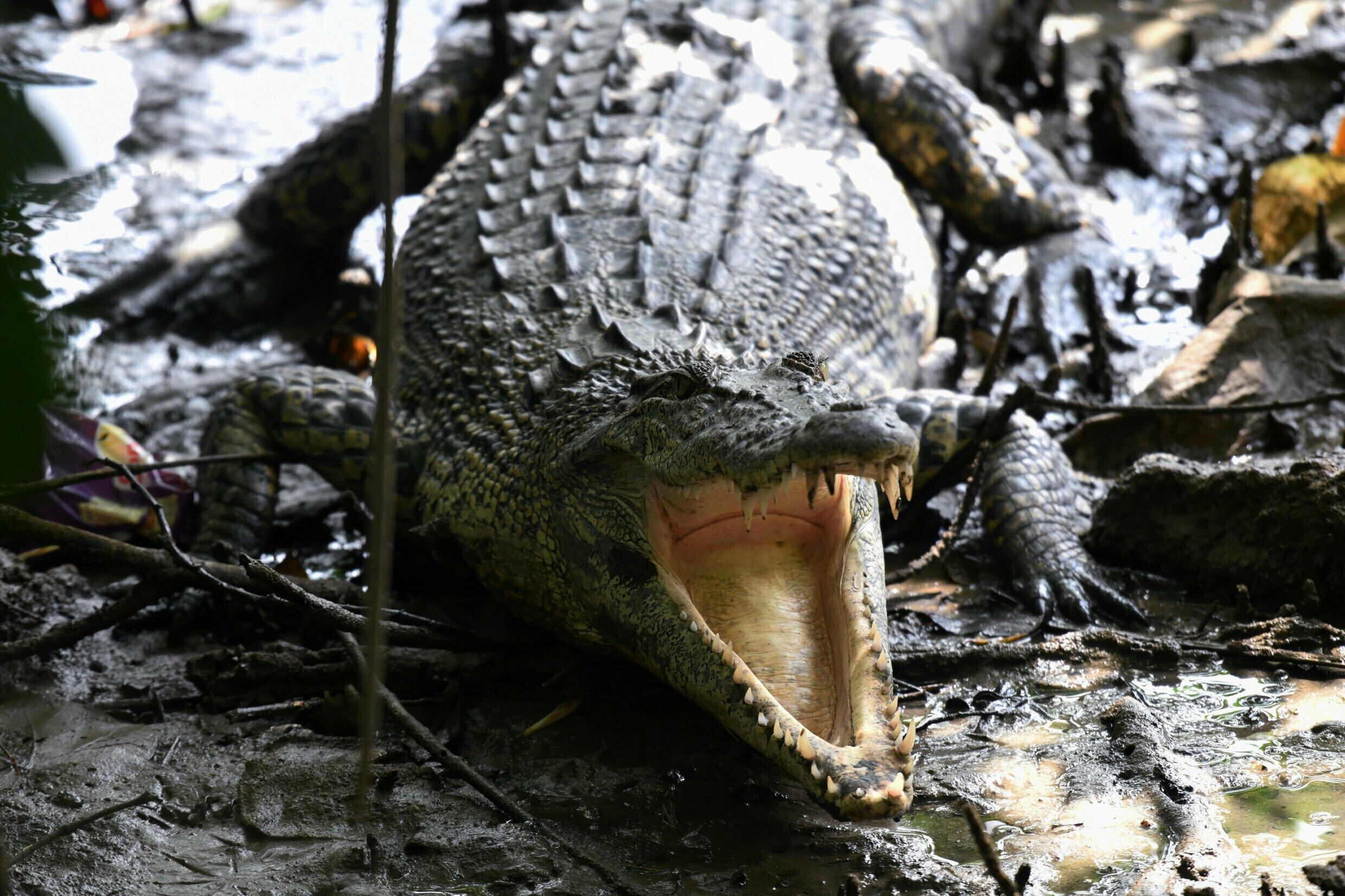 Over 21% of reptile species at risk of extinction