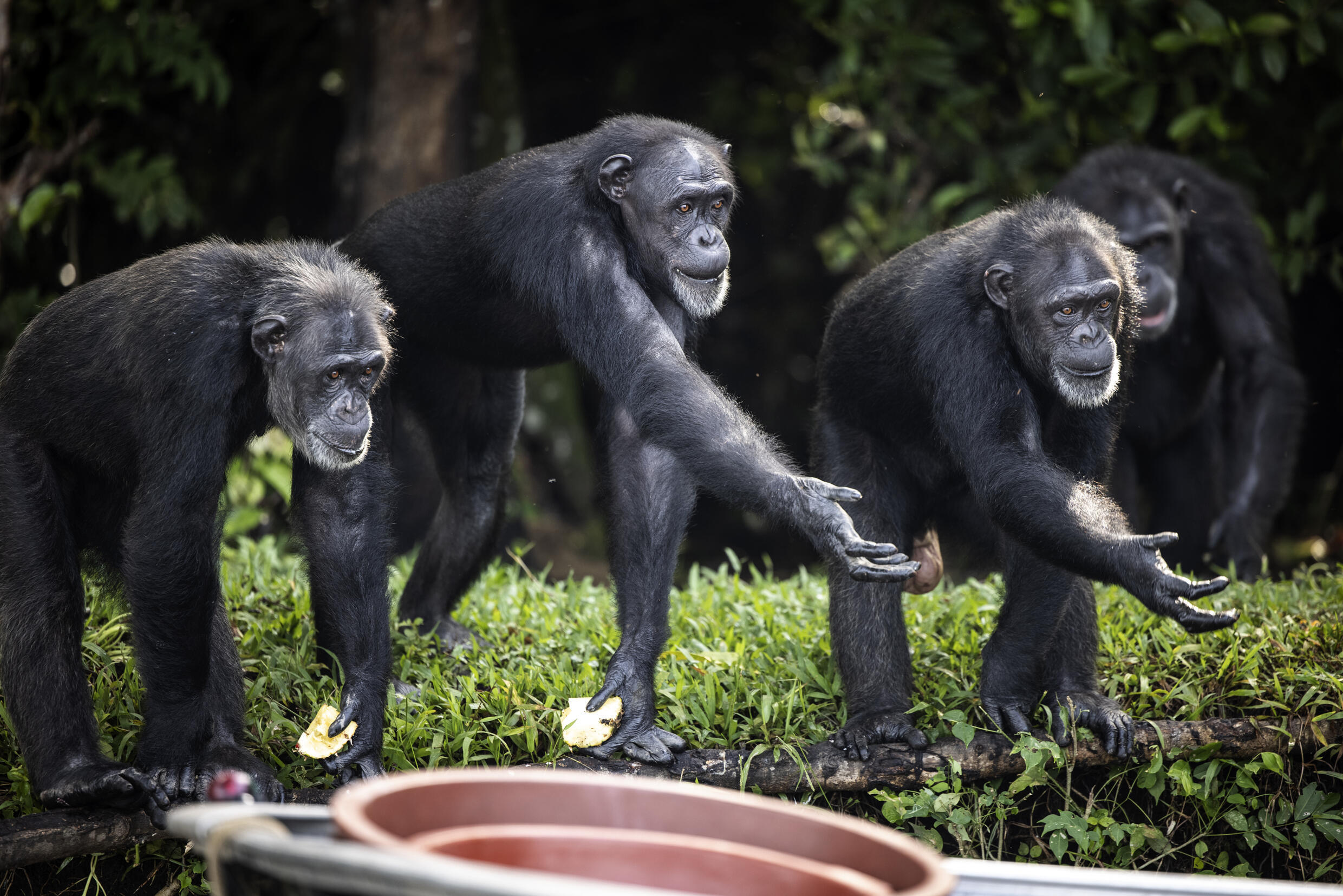 After life of trauma, Liberian lab chimps settle into retirement