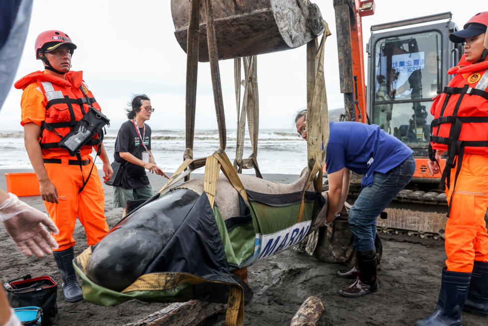 Taiwan volunteers fight rise in whale and dolphin strandings