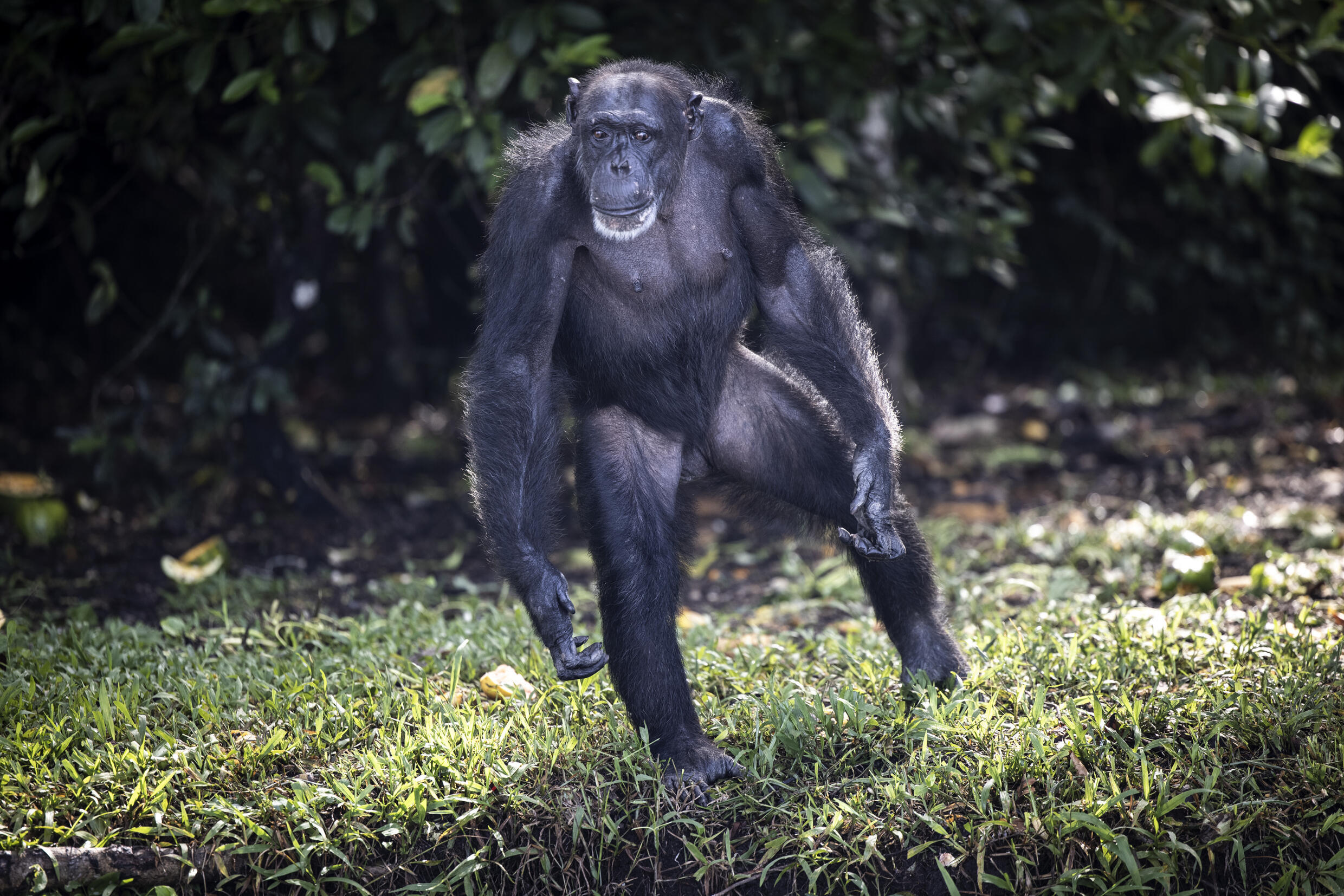 After life of trauma, Liberian lab chimps settle into retirement