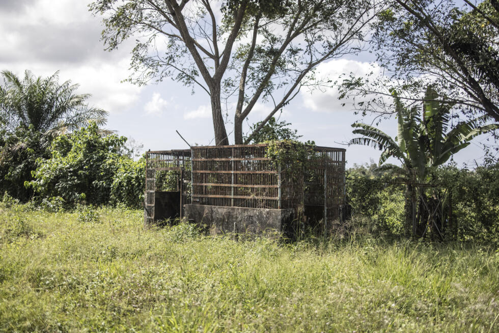 After life of trauma, Liberian lab chimps settle into retirement