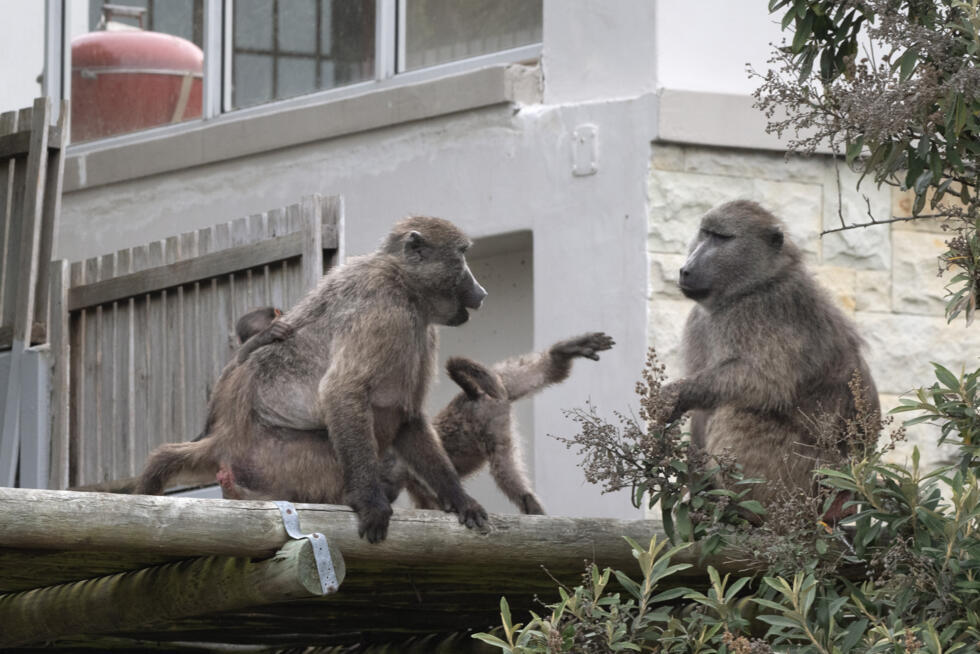 As baboons become bolder, Cape Town battles for solutions