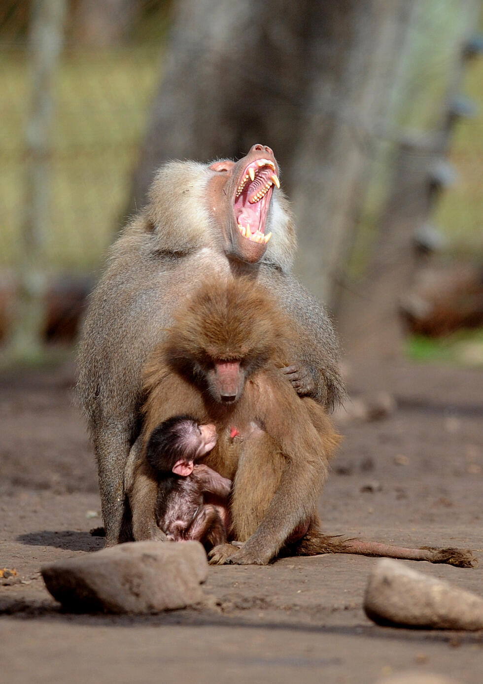 Alpha males are rare among our fellow primates: scientists