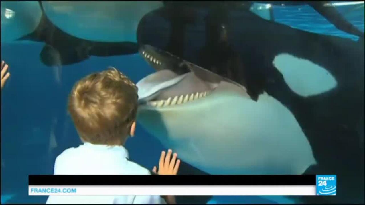 Etats-Unis : SeaWorld met à terme à l'élevage d'orques en captivité ...