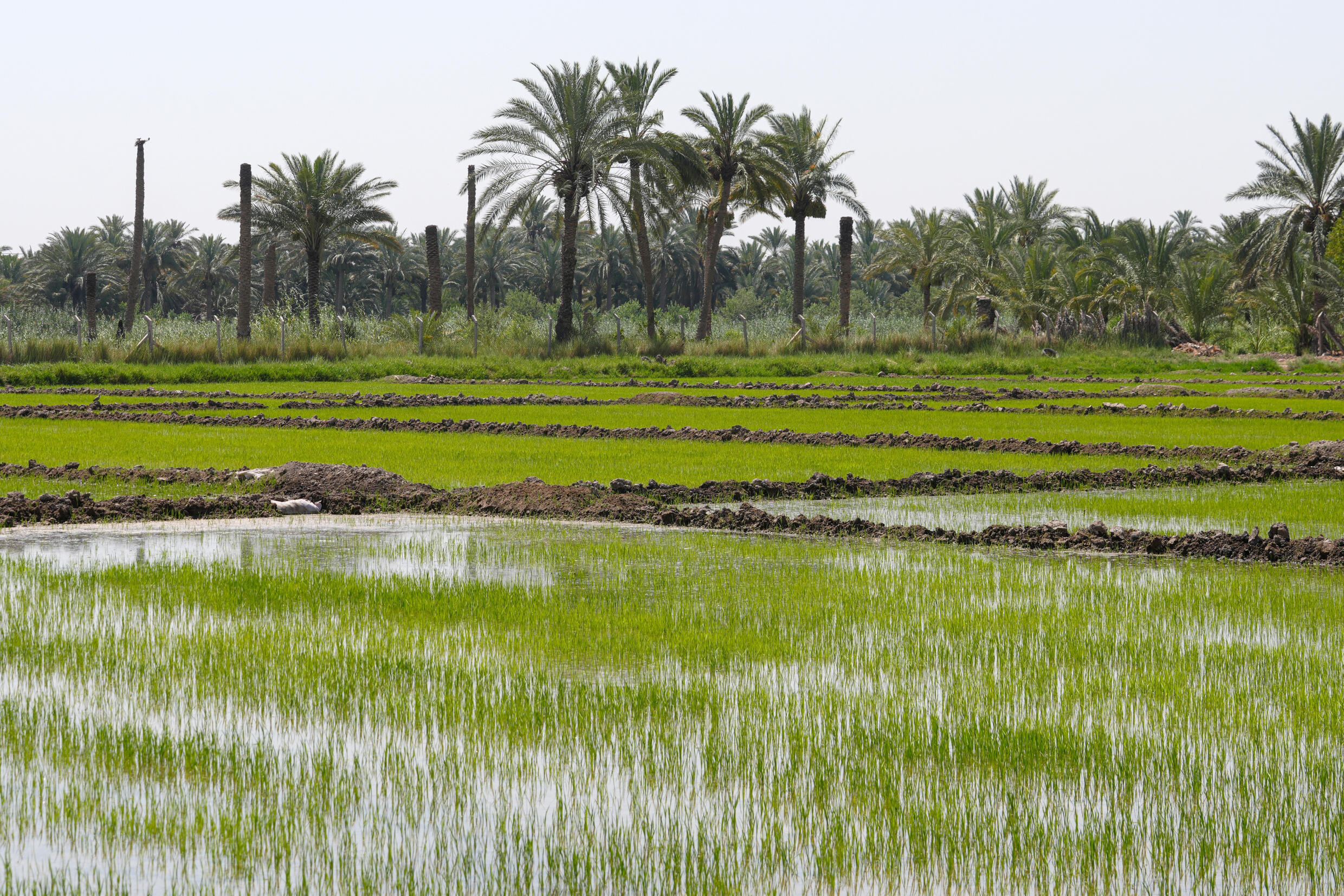 Farmers innovate to save Iraq's rice production