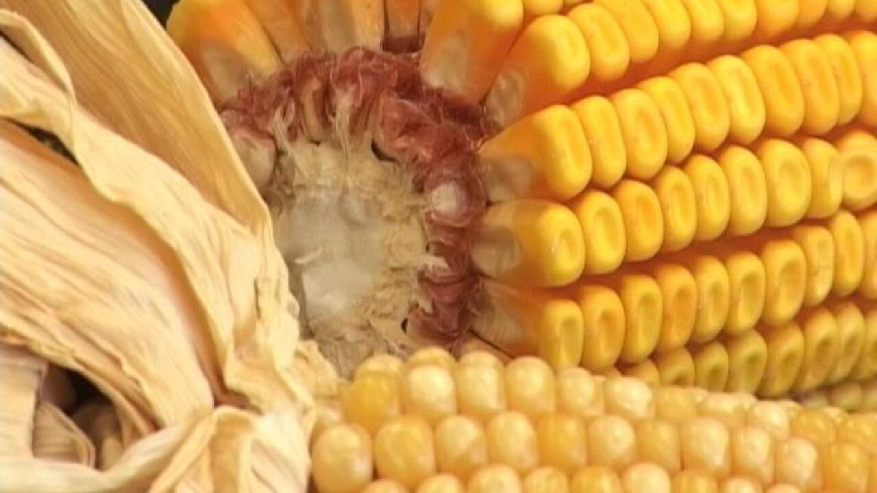 EU food authorities say genetically modified maize is safe