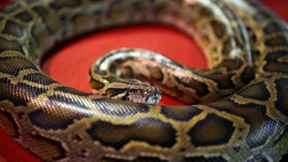 Python tueur au Canada : le serpent constricteur est interdit au ...