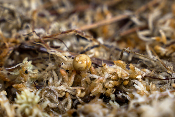 🌟The Bright Side: Scientists shell-shocked as NZ snail lays egg from neck