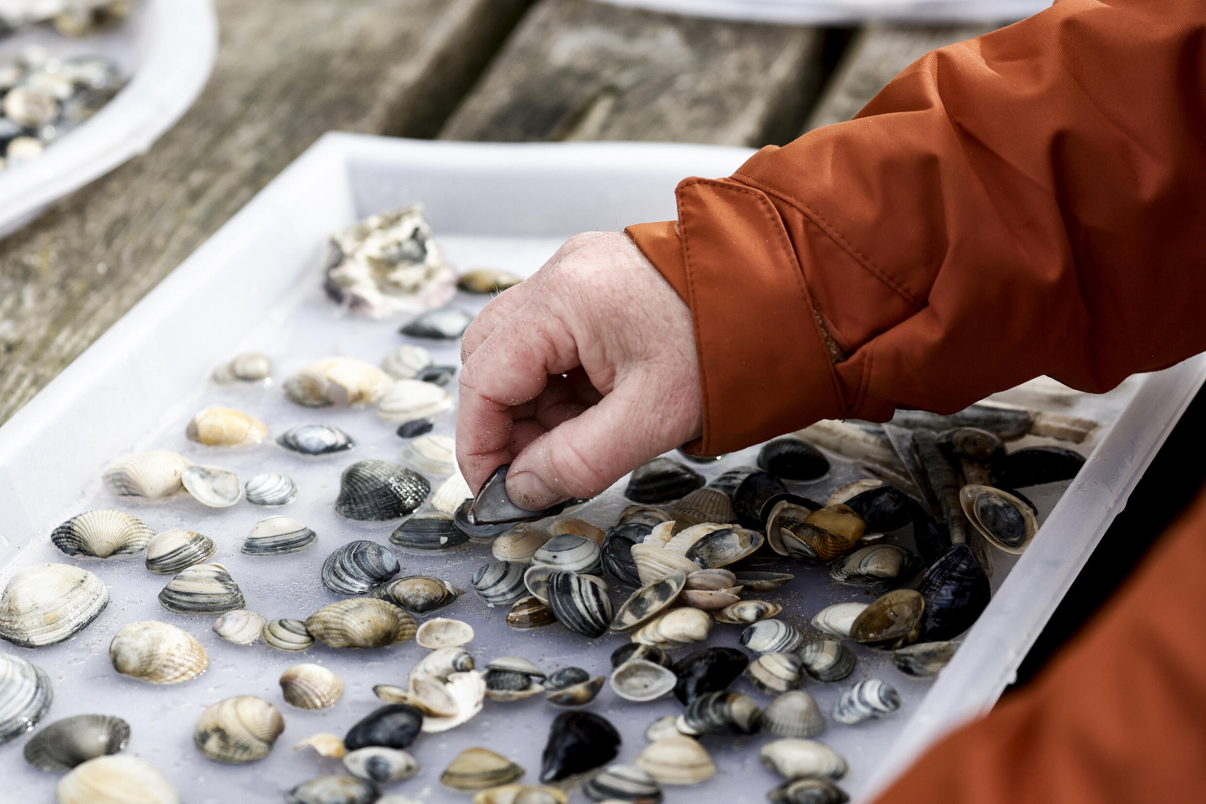 North Sea shell survey brings out volunteers