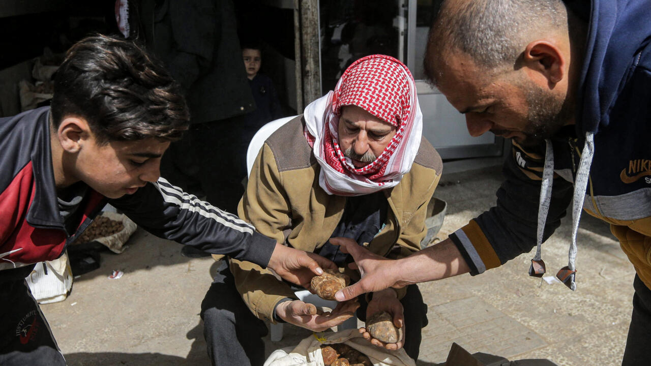 "Islamic State Attacks Kill 43 in Syria: Latest News and Updates" - Archyde