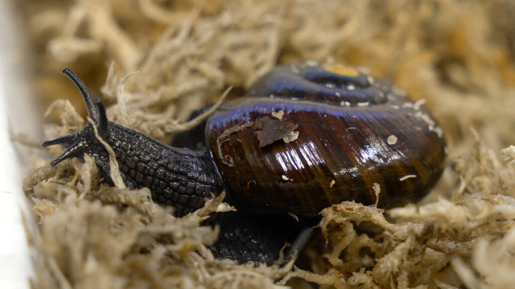 🌟The Bright Side: Scientists shell-shocked as NZ snail lays egg from neck
