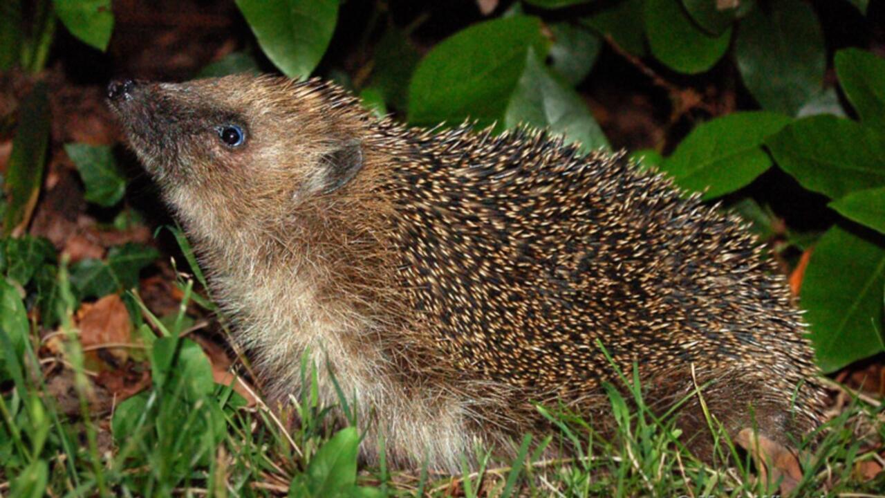 French police arrest hungry hedgehog hunters