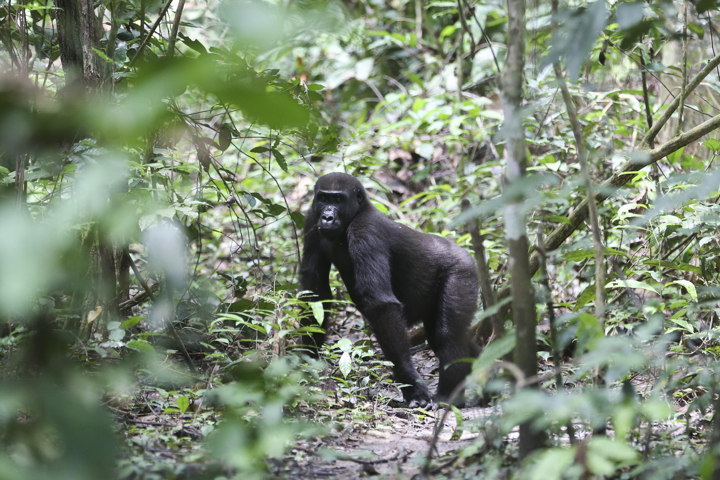 Gabon counts on visitors to help preserve great apes