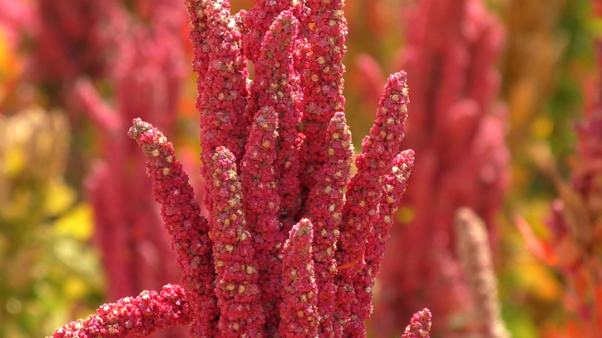 La quinua boliviana, del "sueño a una pesadilla"