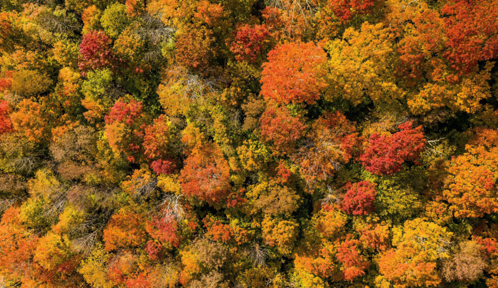 Riot of color draws fall tourists to Canadian mountaintop