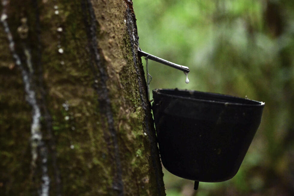 Rubber tappers forge sustainable future in Amazon