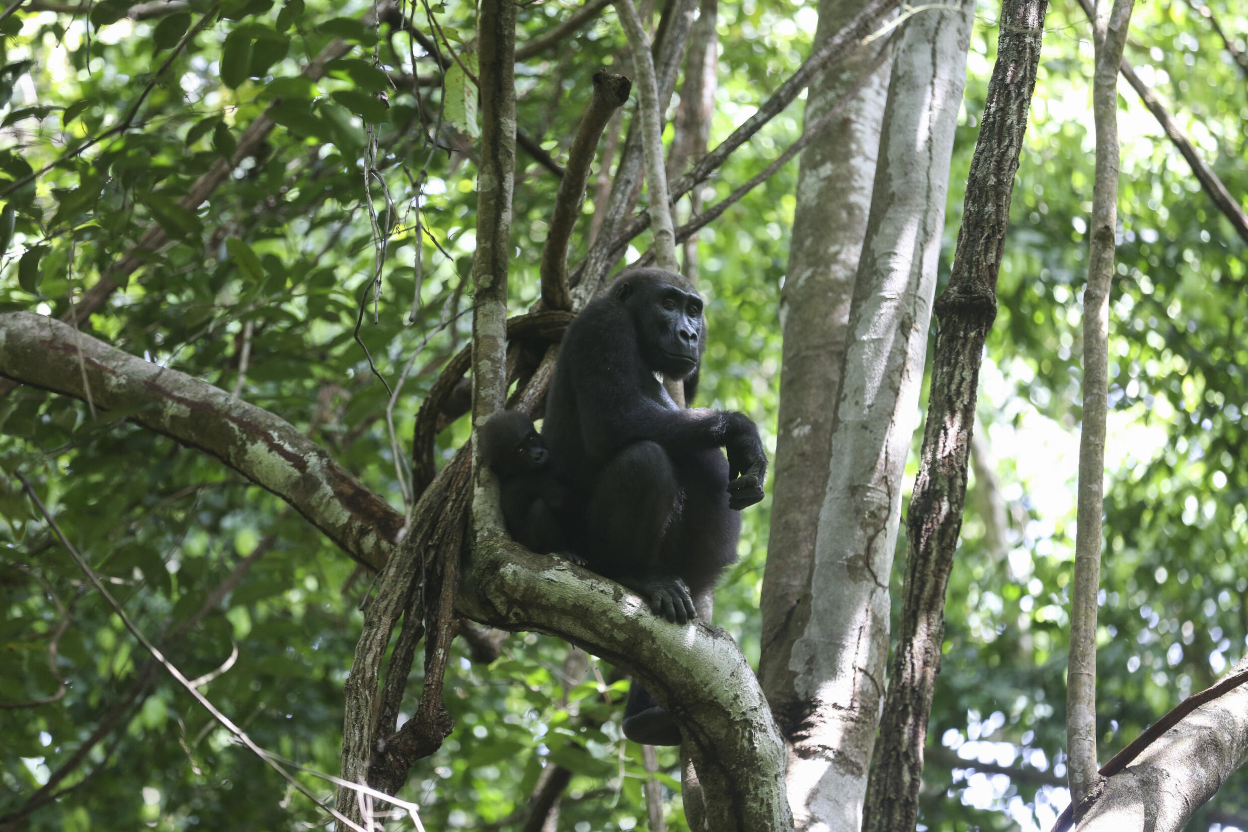 Gabon counts on visitors to help preserve great apes