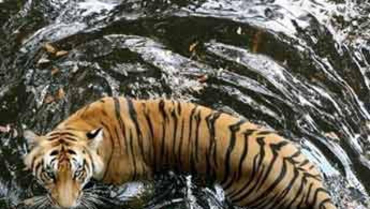 WWF denounces drastic wildlife decline