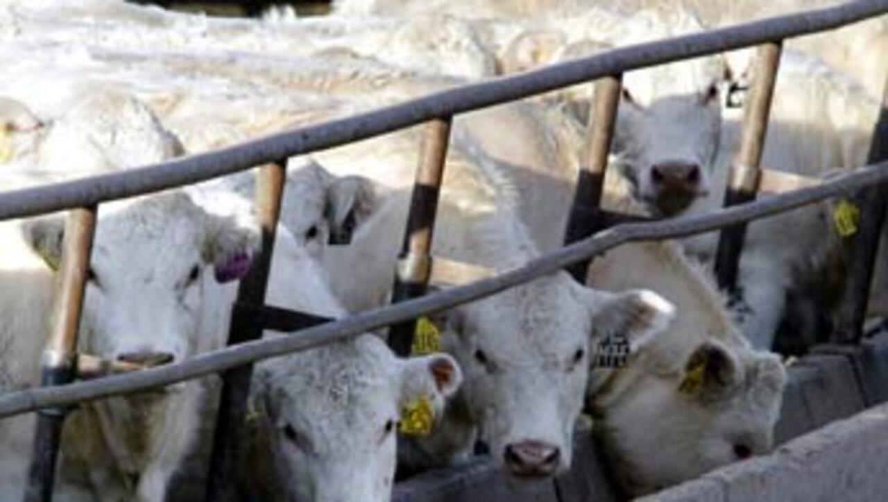 Record beef recall in the USA