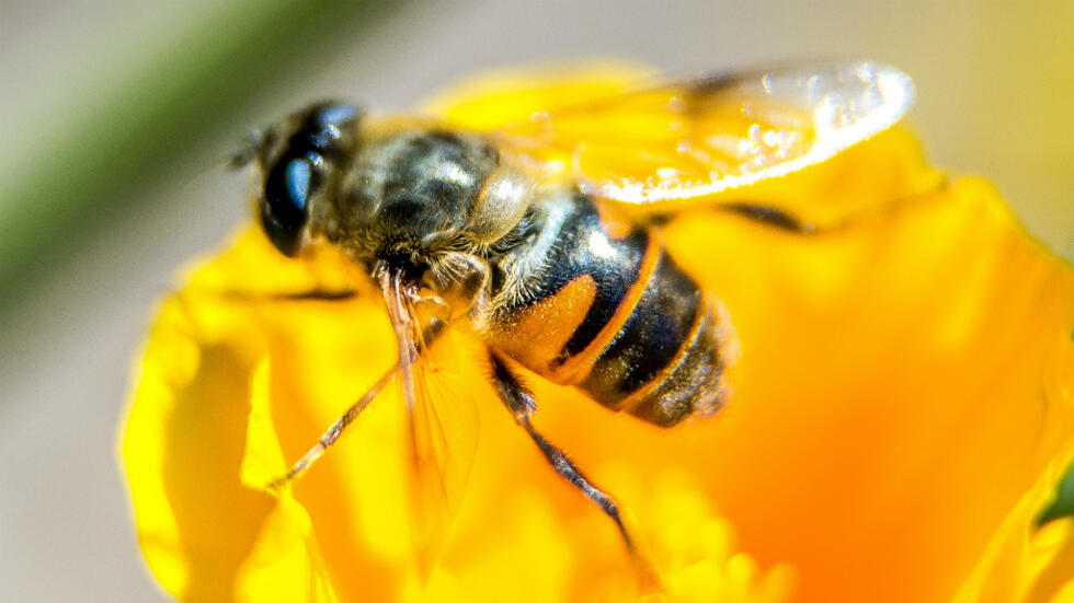 ‘Bees are dying’: Beekeepers stage Paris mock funeral