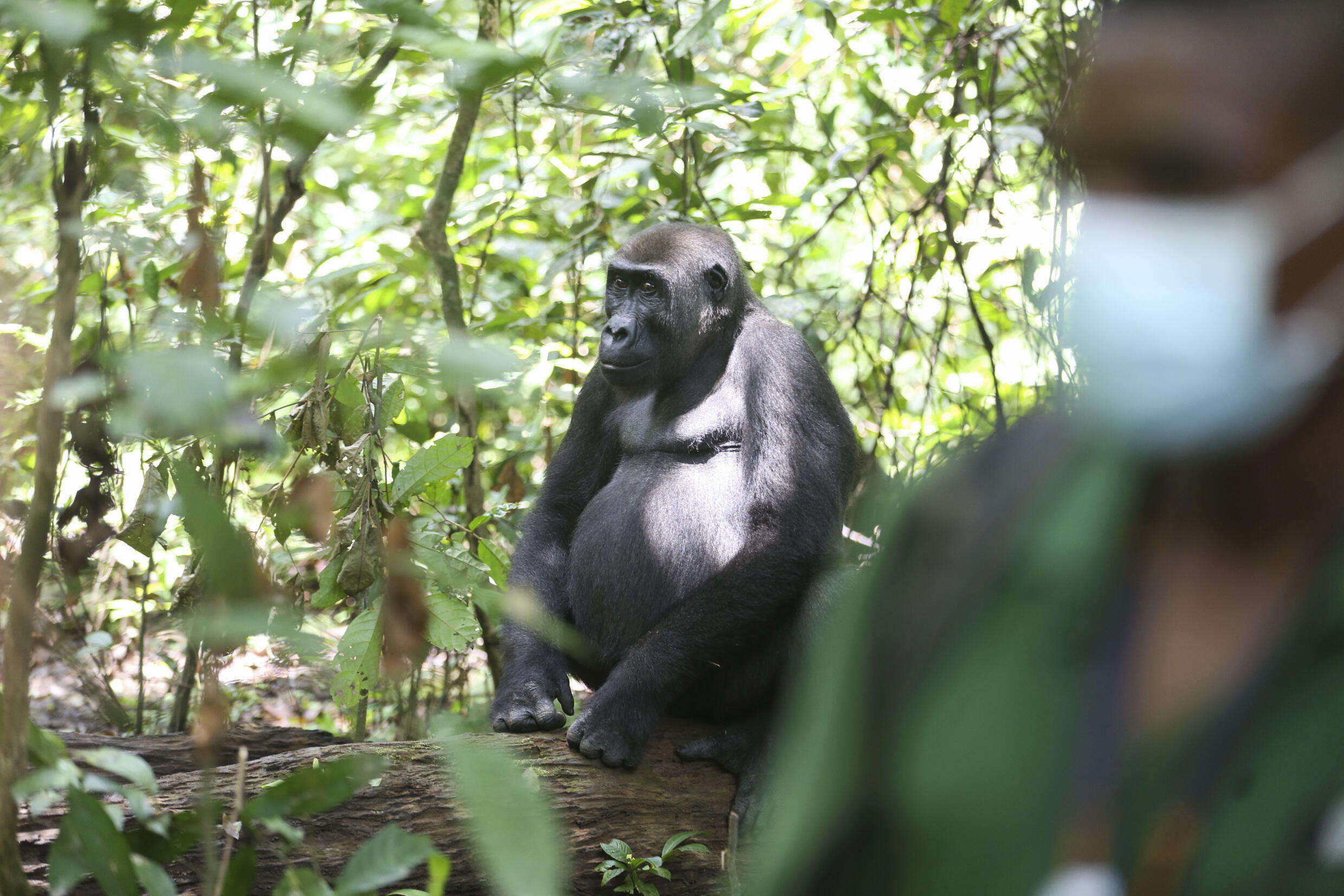 Gabon counts on visitors to help preserve great apes