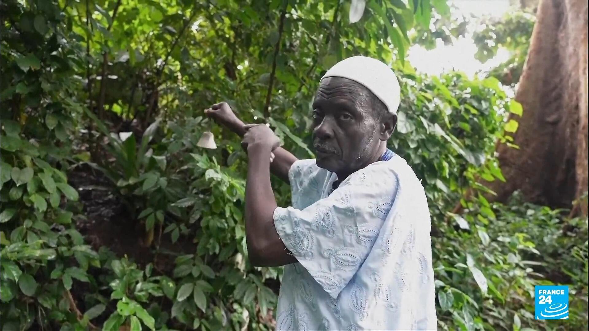 The felling of the spirits: Benin's shrinking voodoo forests - Across ...