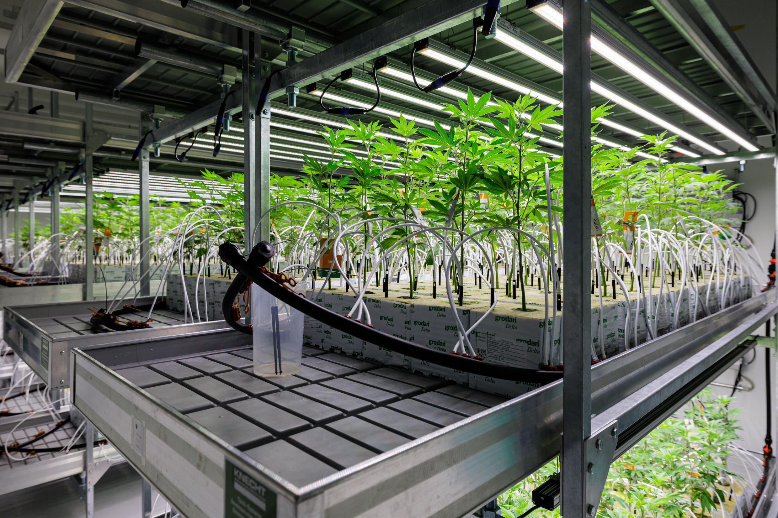 Germany's homegrown cannabis industry awaits legalisation