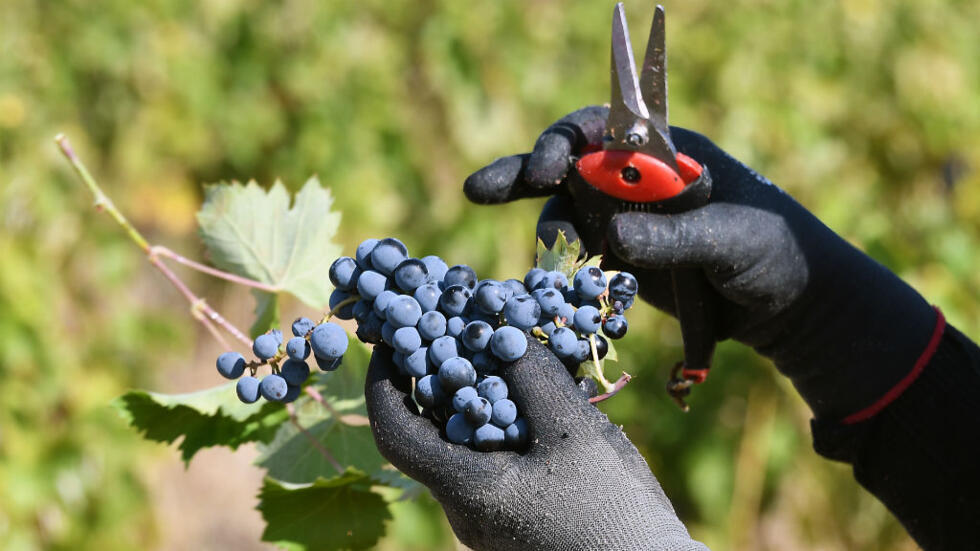 French winegrowers face poorest harvest since 1945