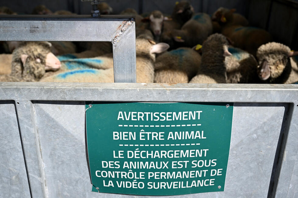 Silence of the lambs as French livestock slaughtered for Easter