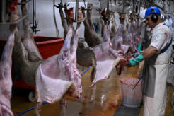 Silence of the lambs as French livestock slaughtered for Easter