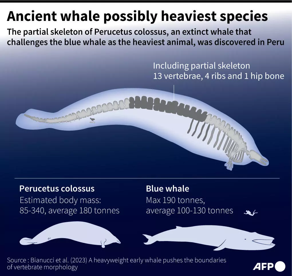Heaviest animal ever? Scientists discover massive ancient whale - Weird - SAMAA