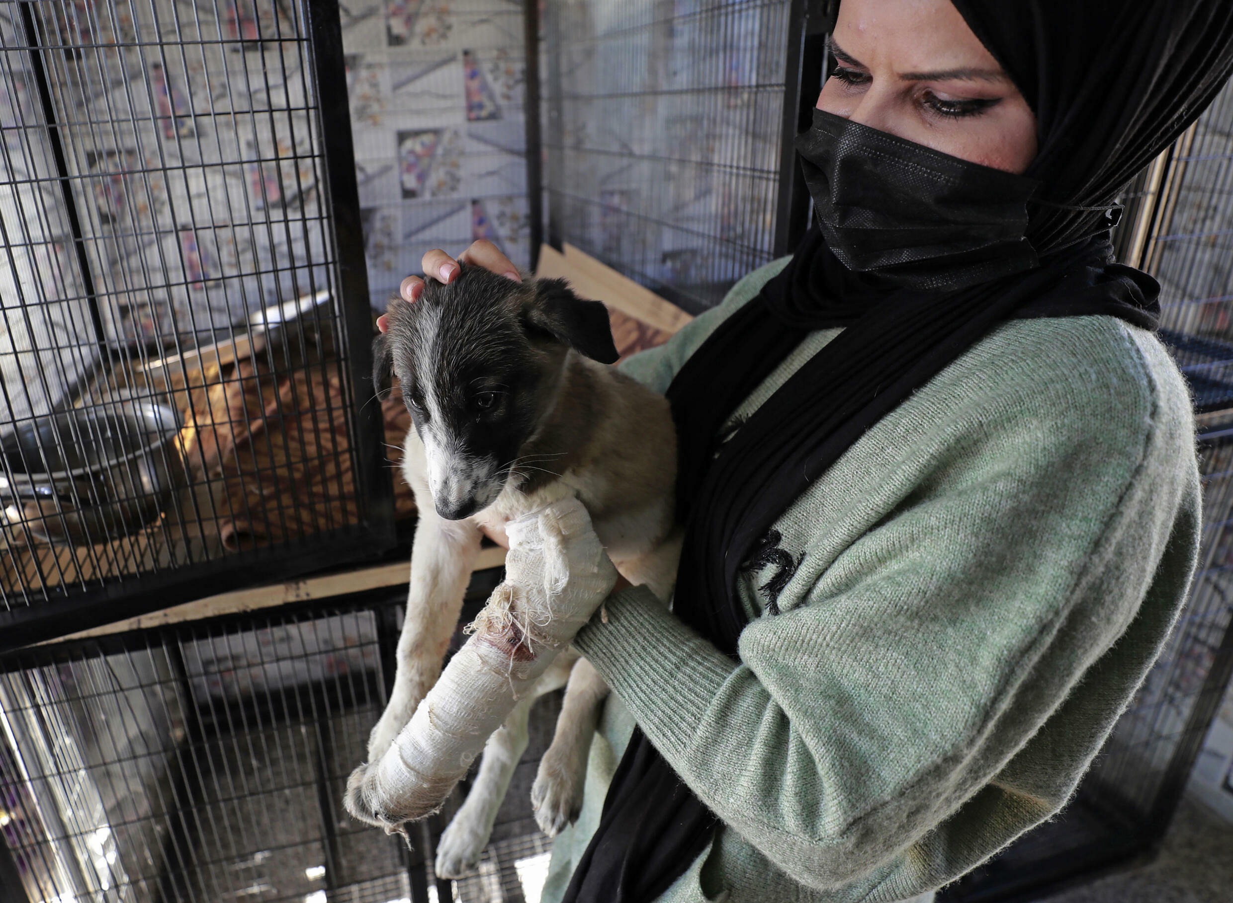 Stray animals find solace at Iraq animal shelter