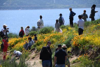 California bursts into 'super bloom' after wet winter