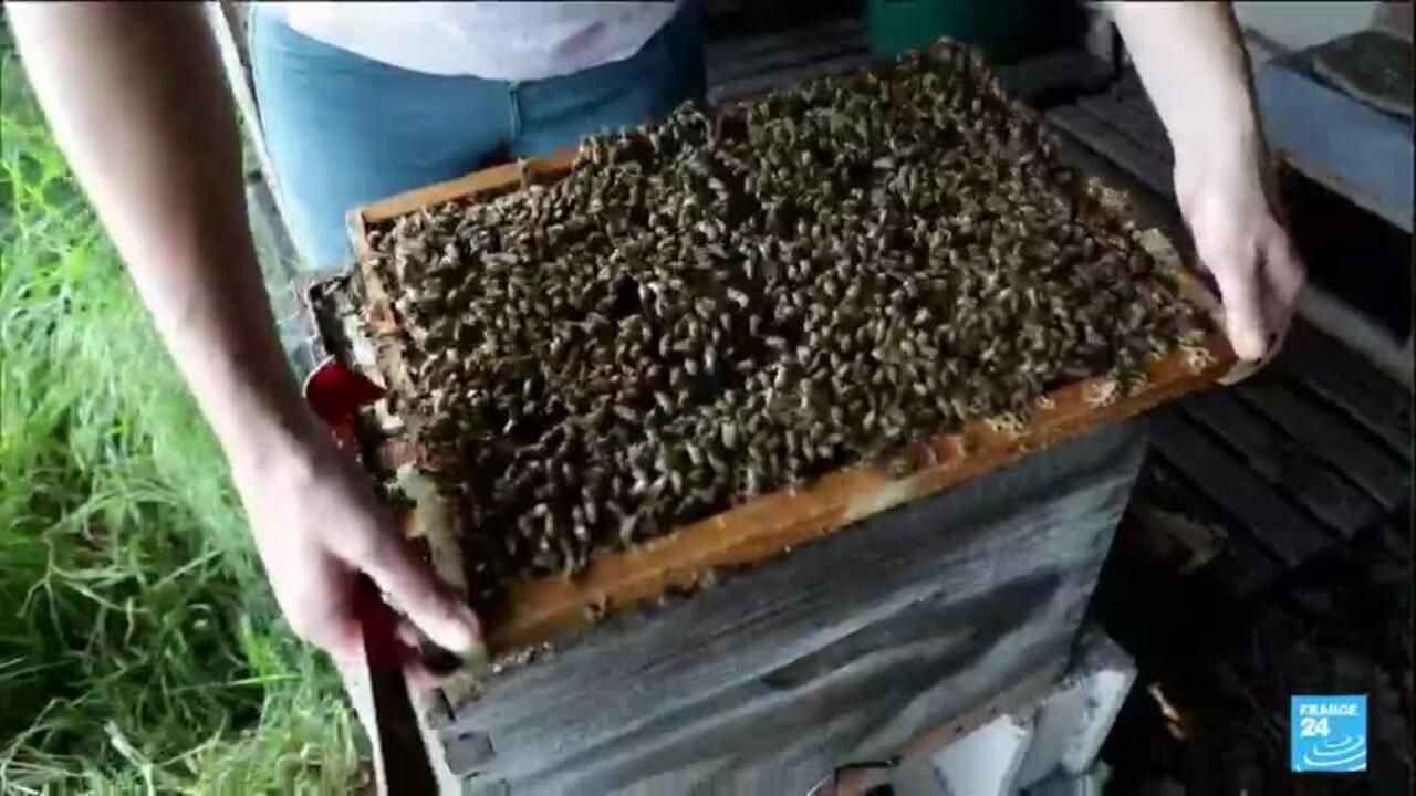 Rainy spring hurts honey harvest in France - France 24